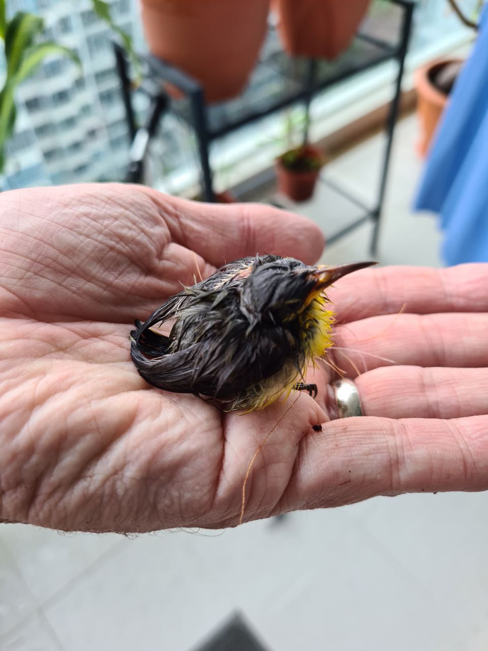 The Baby Bird that Came to Visit | Nyan Thomas L's Blog