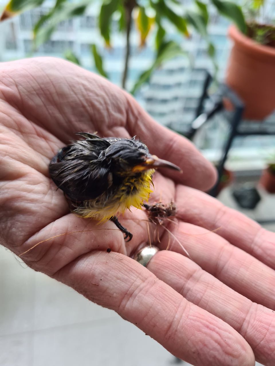 The Baby Bird that Came to Visit | Nyan Thomas L's Blog